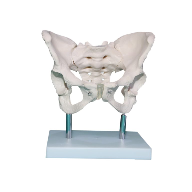 Buy High-Quality Pelvic Models Online - Get Exclusive Offers!!!